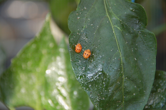 Dégâts de pucerons sur poivron et nymphes de coccinnelles - Phototheque ...