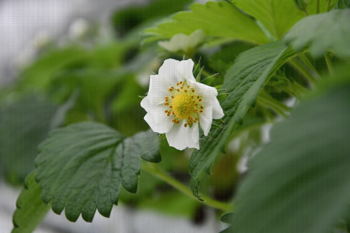 Fleur de fraisier stade plein floraison (BBCH 65) dans une culture hors ...