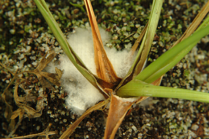 Attaque de Sclerotinia au collet d'une carotte - Phototheque du Ctifl
