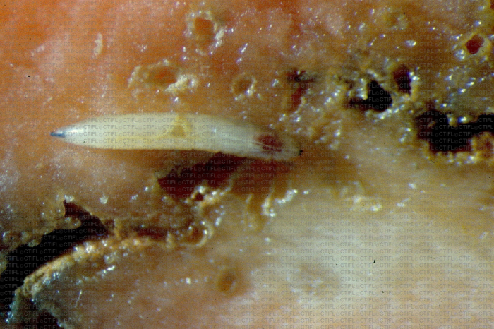 Larve mouche de la carotte, Psila rosae - Phototheque du Ctifl