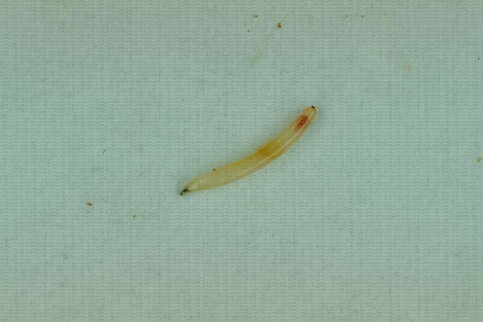 Larve de la mouche de la carotte, Psila rosae - Phototheque du Ctifl