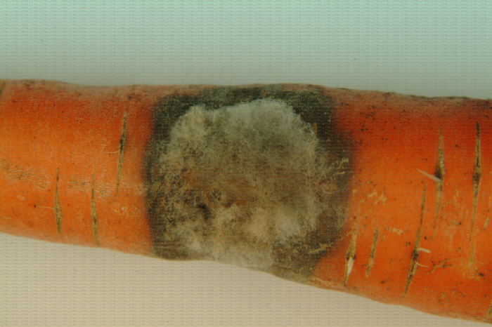 Symptôme obtenu après inoculation par du Macrophomina phaseolina ...