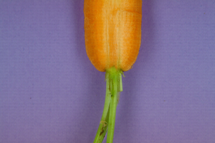 Allure du méristème terminal d'une carotte lorsqu'il est non vernalisé ...